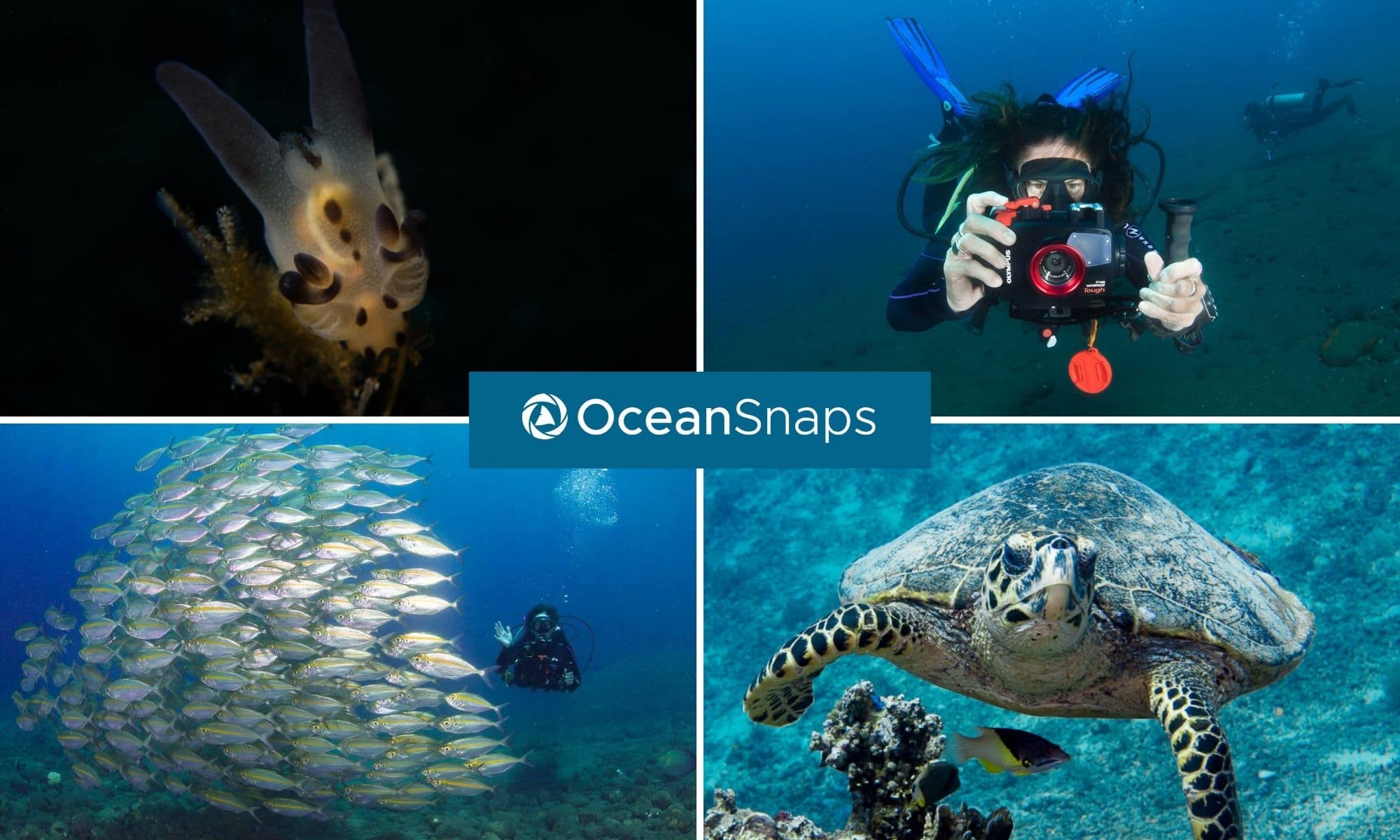 Blog » OceanSnaps