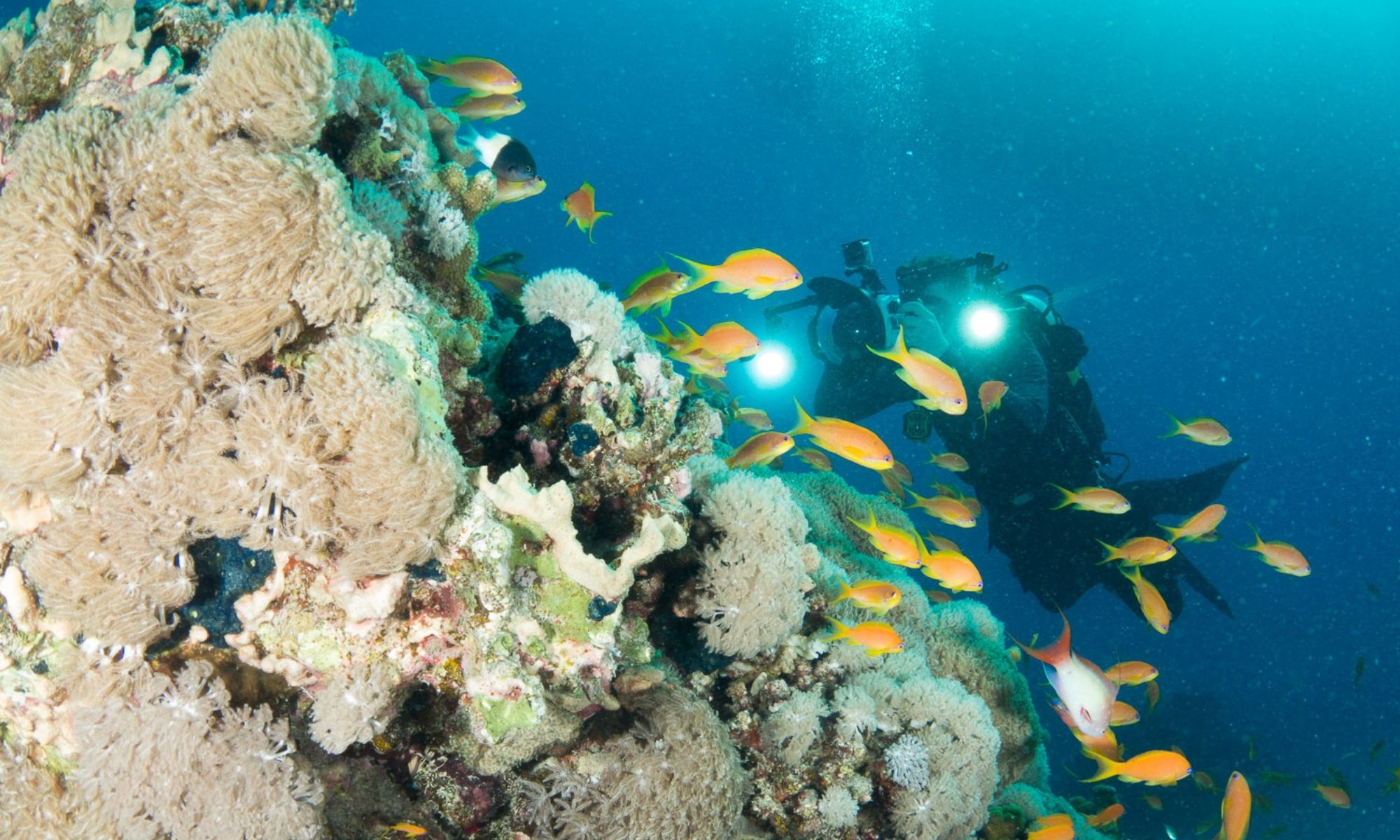 Underwater Photography Tips for Scuba Divers » OceanSnaps