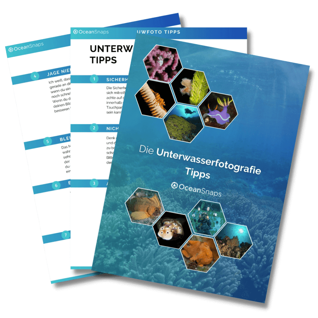 Unterwasserfoto Tipps » OceanSnaps